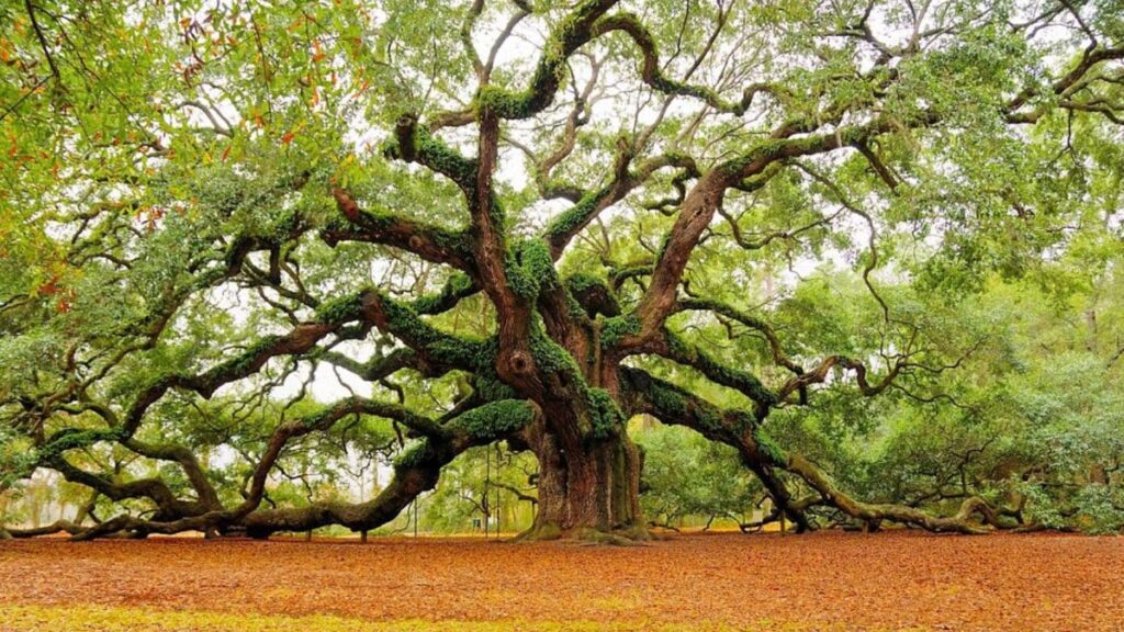 Beautiful ancient Gainesville Tree Photography – Natures dream in ...