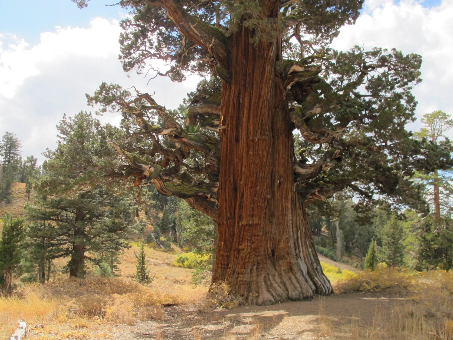 Beautiful ancient Gainesville Tree Photography – Natures dream in ...