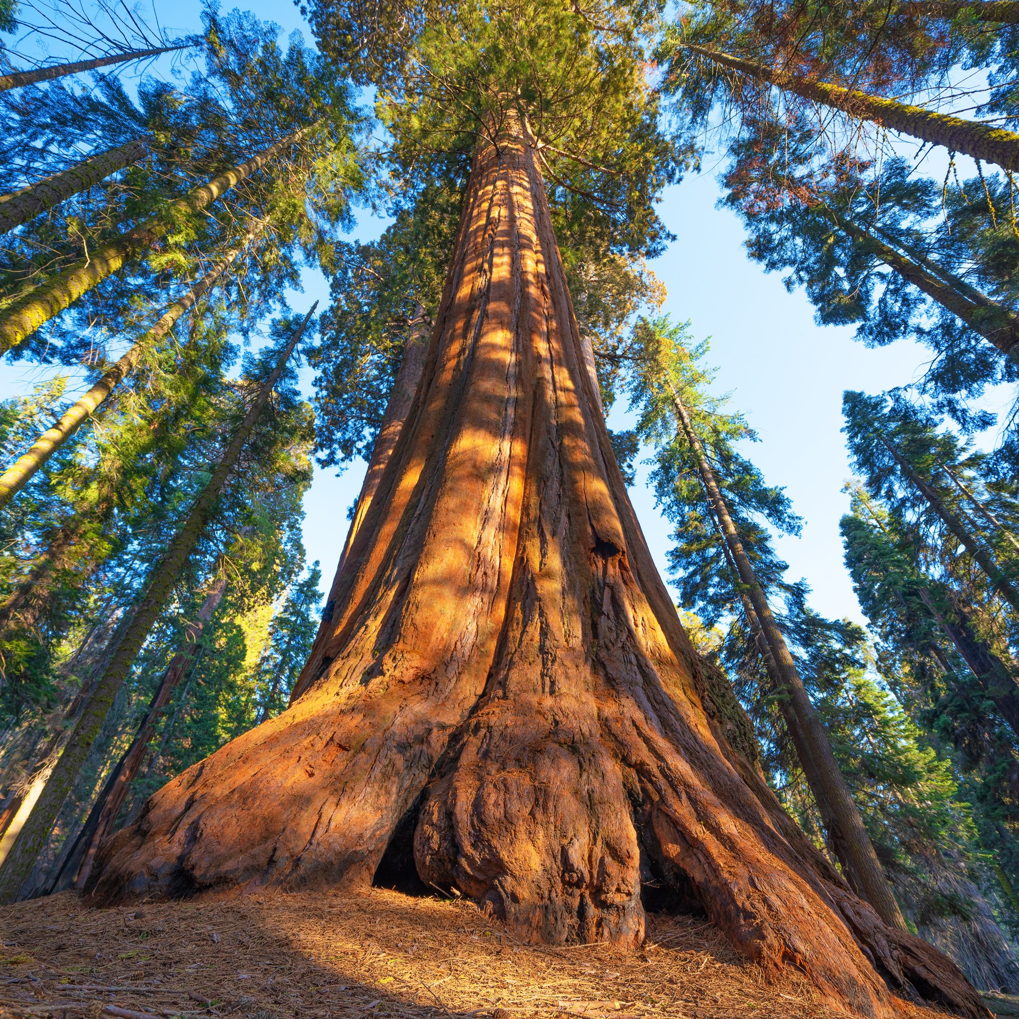 Beautiful ancient Gainesville Tree Photography – Natures dream in ...