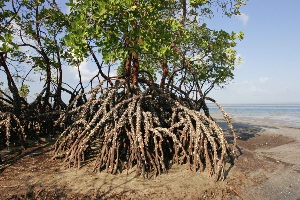 Beautiful ancient Gainesville Tree Photography – Natures dream in ...