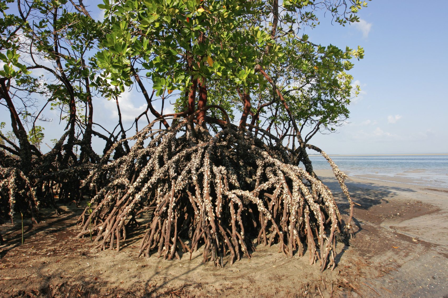 Beautiful ancient Gainesville Tree Photography – Natures dream in ...