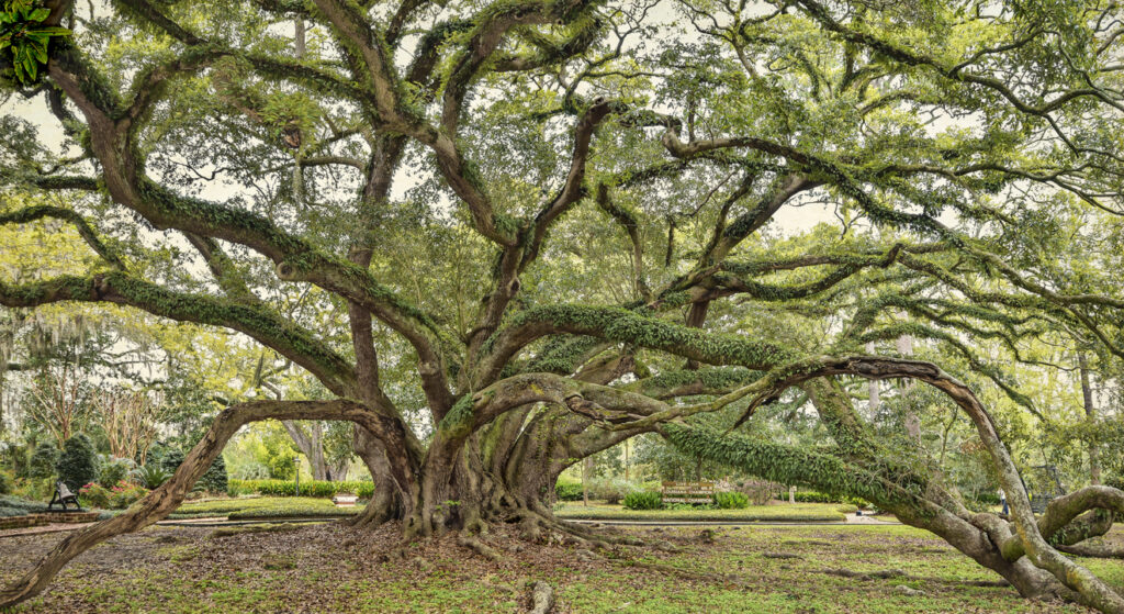Beautiful ancient Gainesville Tree Photography – Natures dream in ...